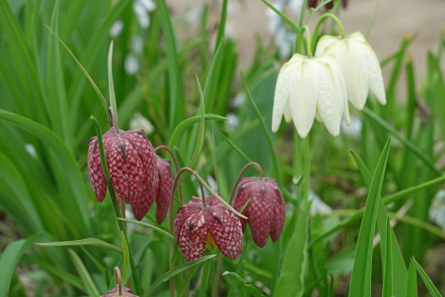 Schachbrettblume (Fritillaria meleagris)